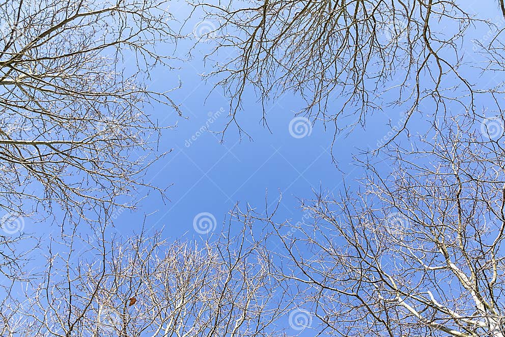 Tree in Winter with Leaveless Branches with Blue Sky Stock Photo ...