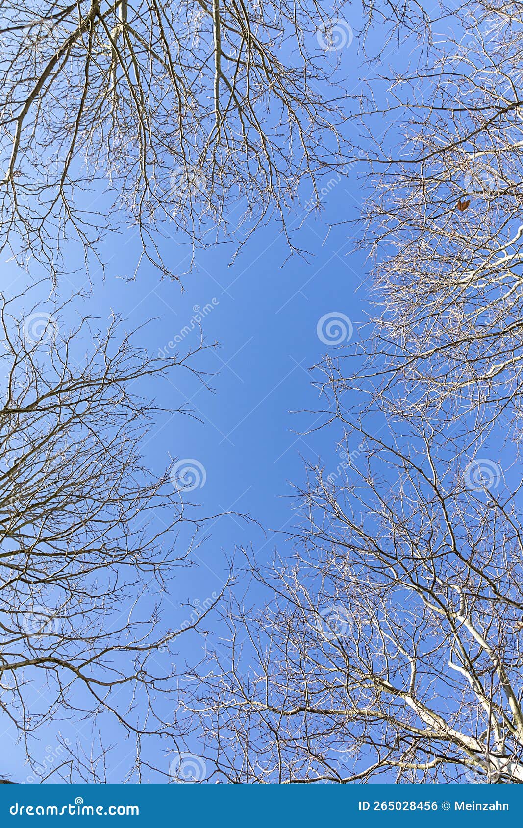 Tree in Winter with Leaveless Branches with Blue Sky Stock Photo ...