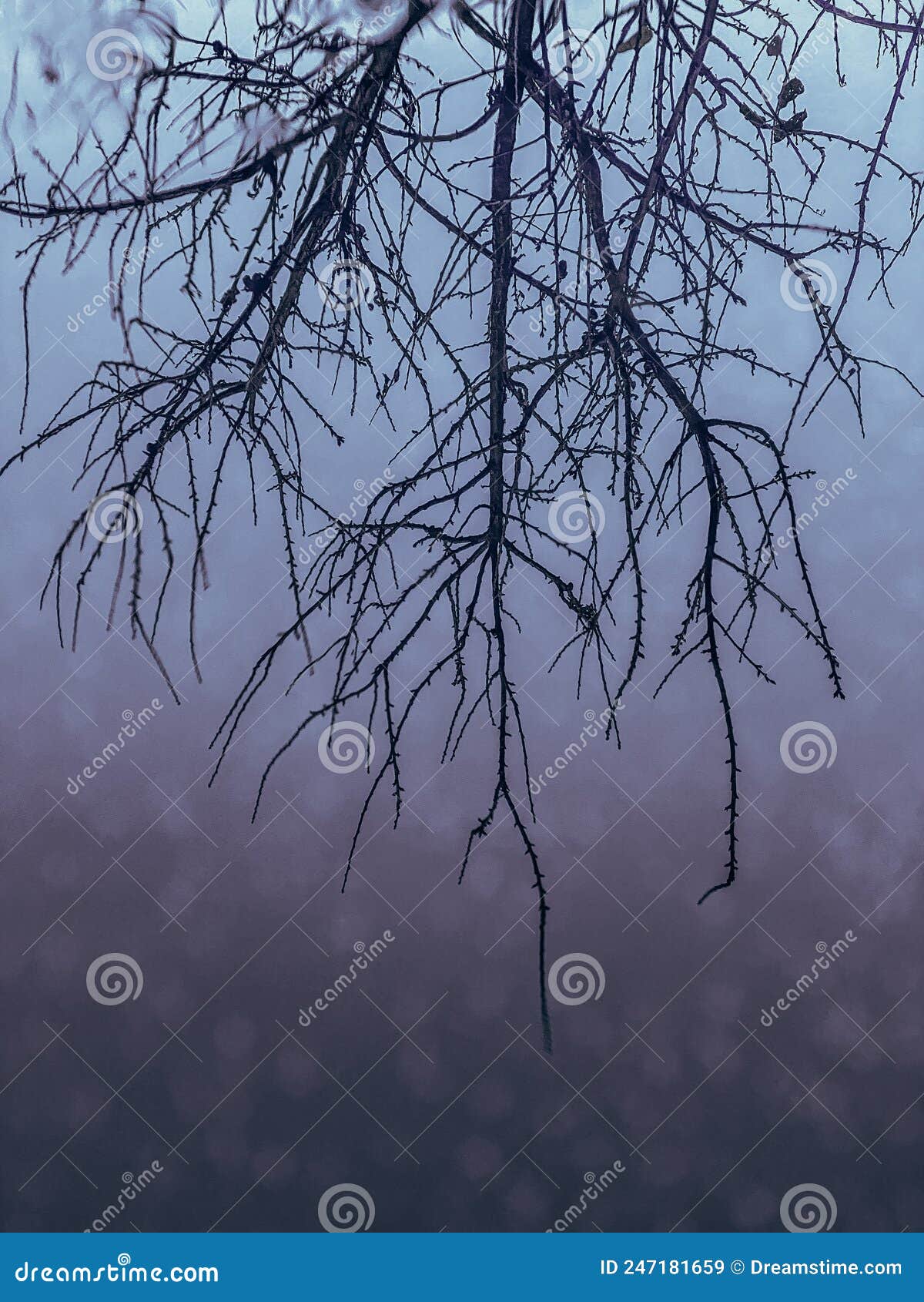 Tree stock image. Image of winter, cold, tree, mirror - 247181659