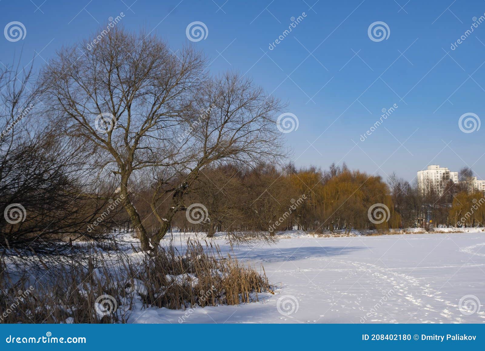 A Tree on the Beach of a Lake Stock Photo - Image of reflection, nature ...