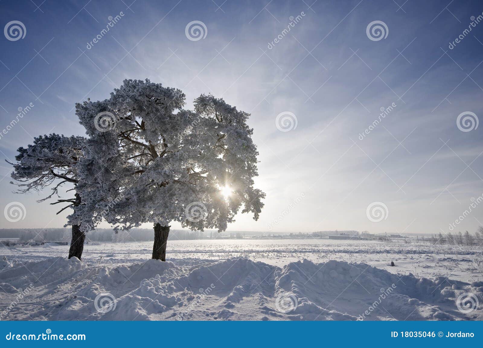 Tree in Winter with Snow Covered Fields Stock Photo - Image of nature ...