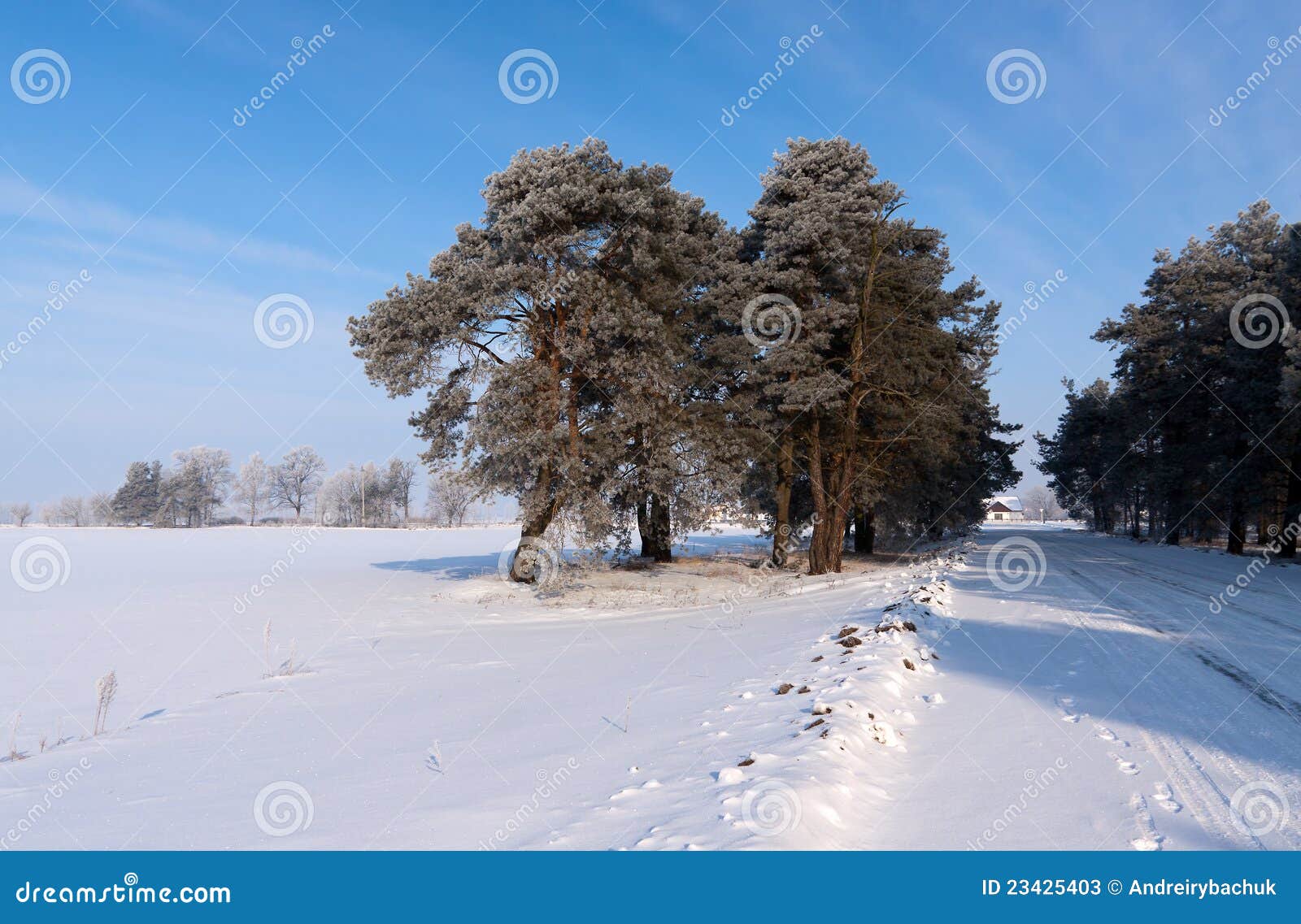 Tree in Winter with Snow Covered Fields Stock Image - Image of natural ...