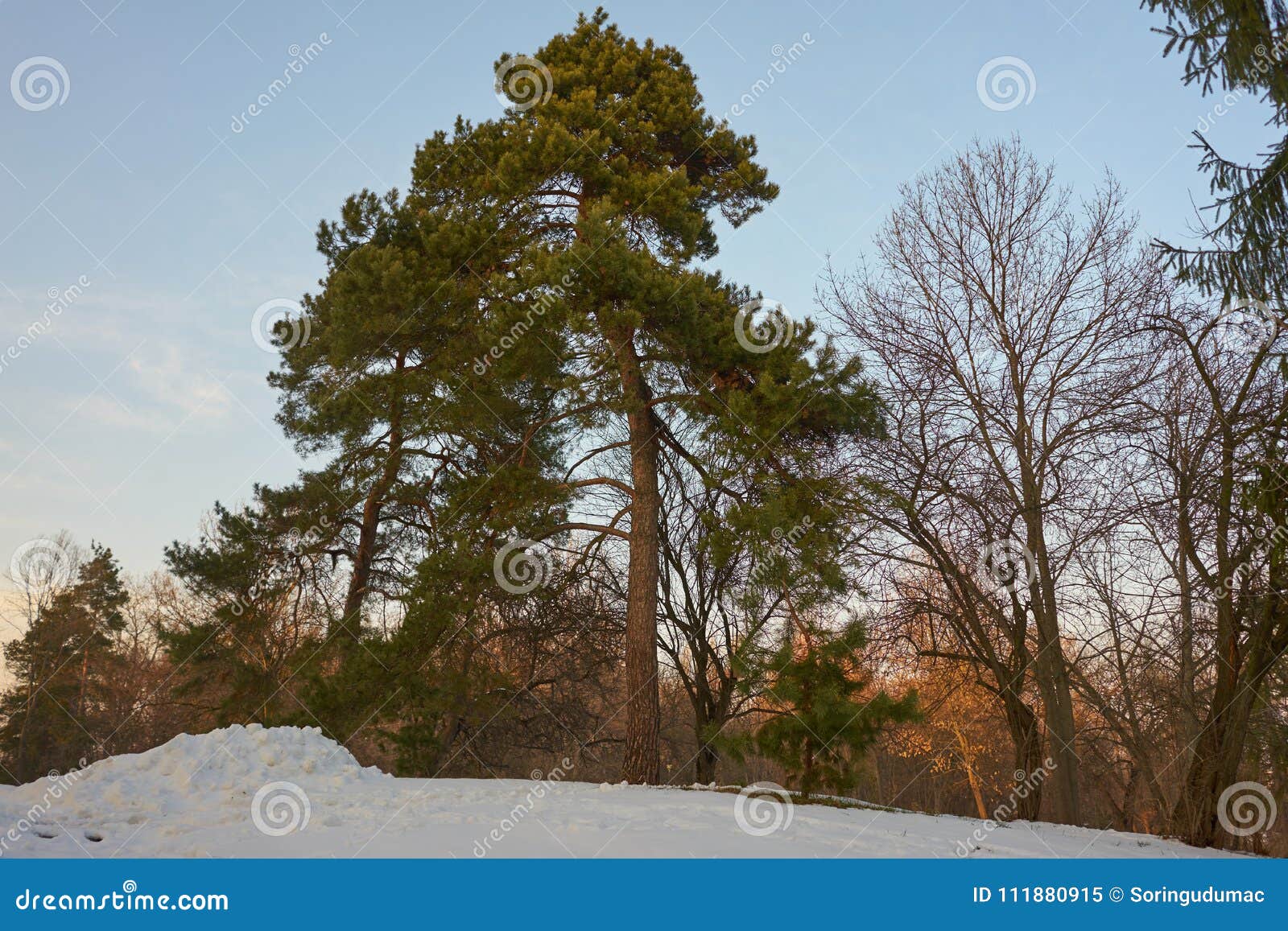 A Tree in Winter and Snow at Dusk. Stock Image - Image of tree ...