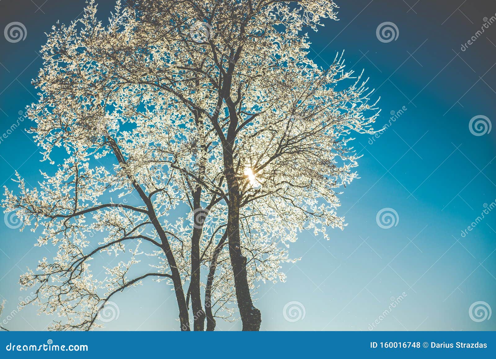 Tree in winter and sun stock photo. Image of snowy, specific - 160016748
