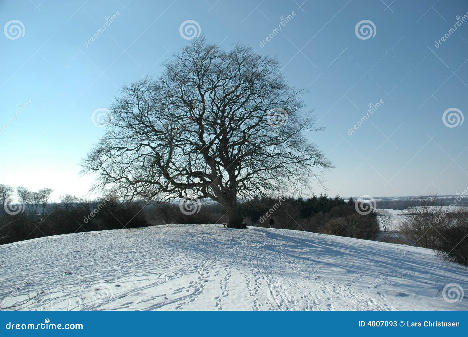 Tree at winter time stock image. Image of white, freeze - 4007093
