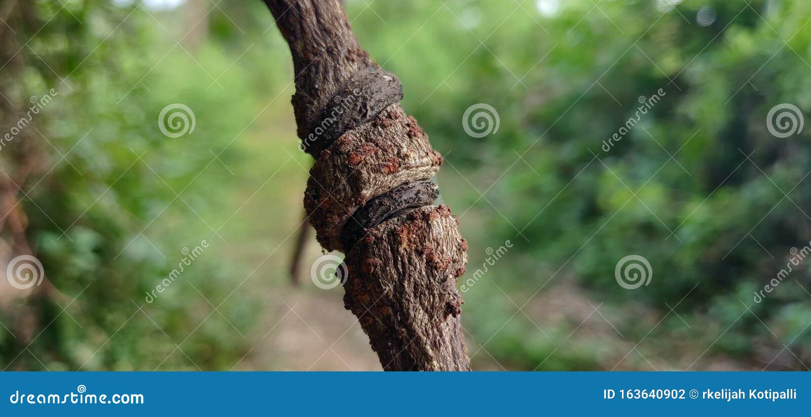 Tree Wire in Forest stock photo. Image of forest, beautiful - 163640902