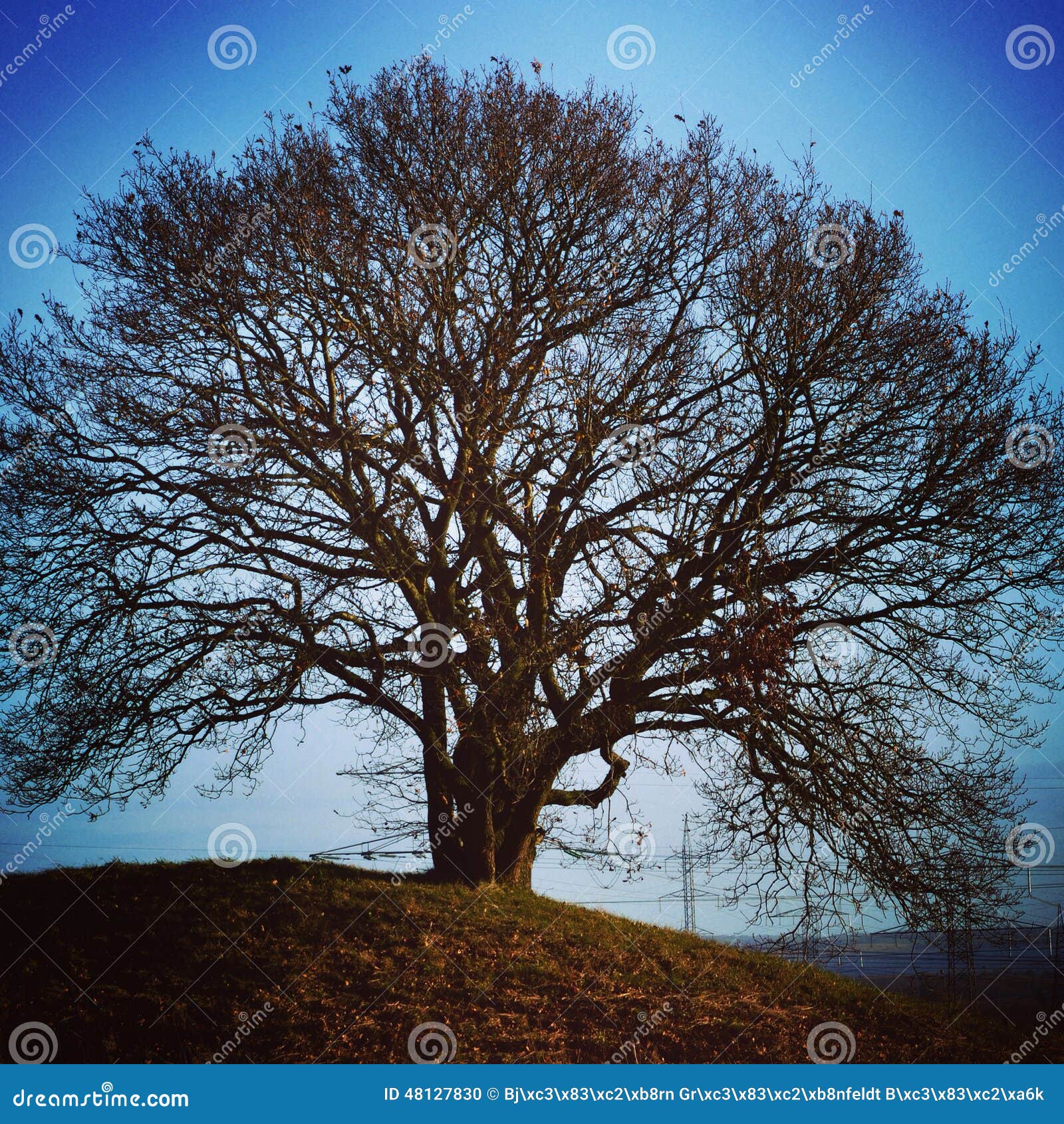 Tree of wisdom stock photo. Image of season, colors, ancient - 48127830