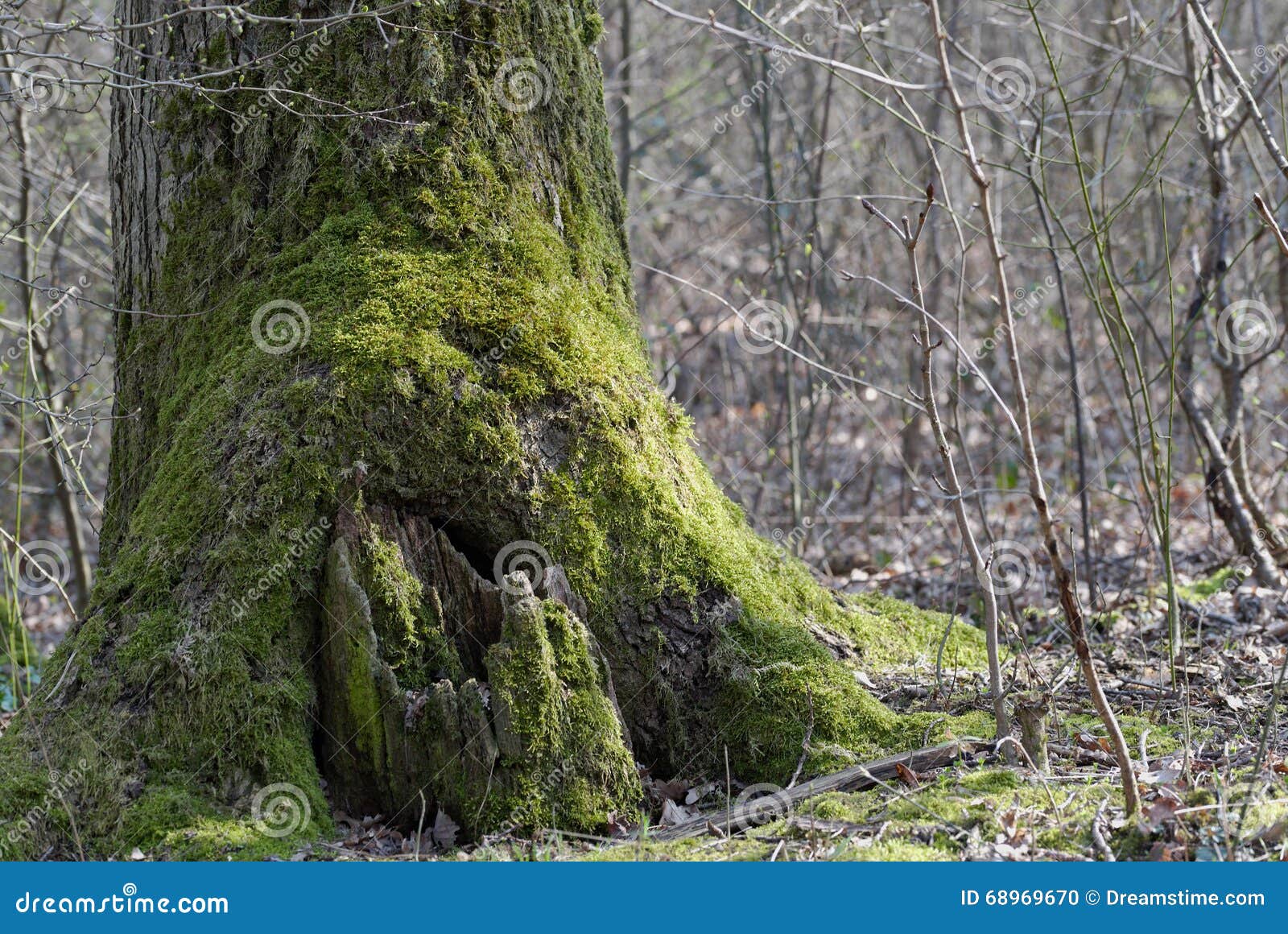 Tree wit Moos stock photo. Image of wood, bucolic, botanic - 68969670