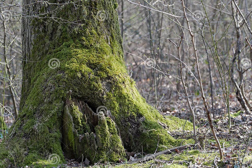 Tree wit Moos stock photo. Image of wood, bucolic, botanic - 68969670