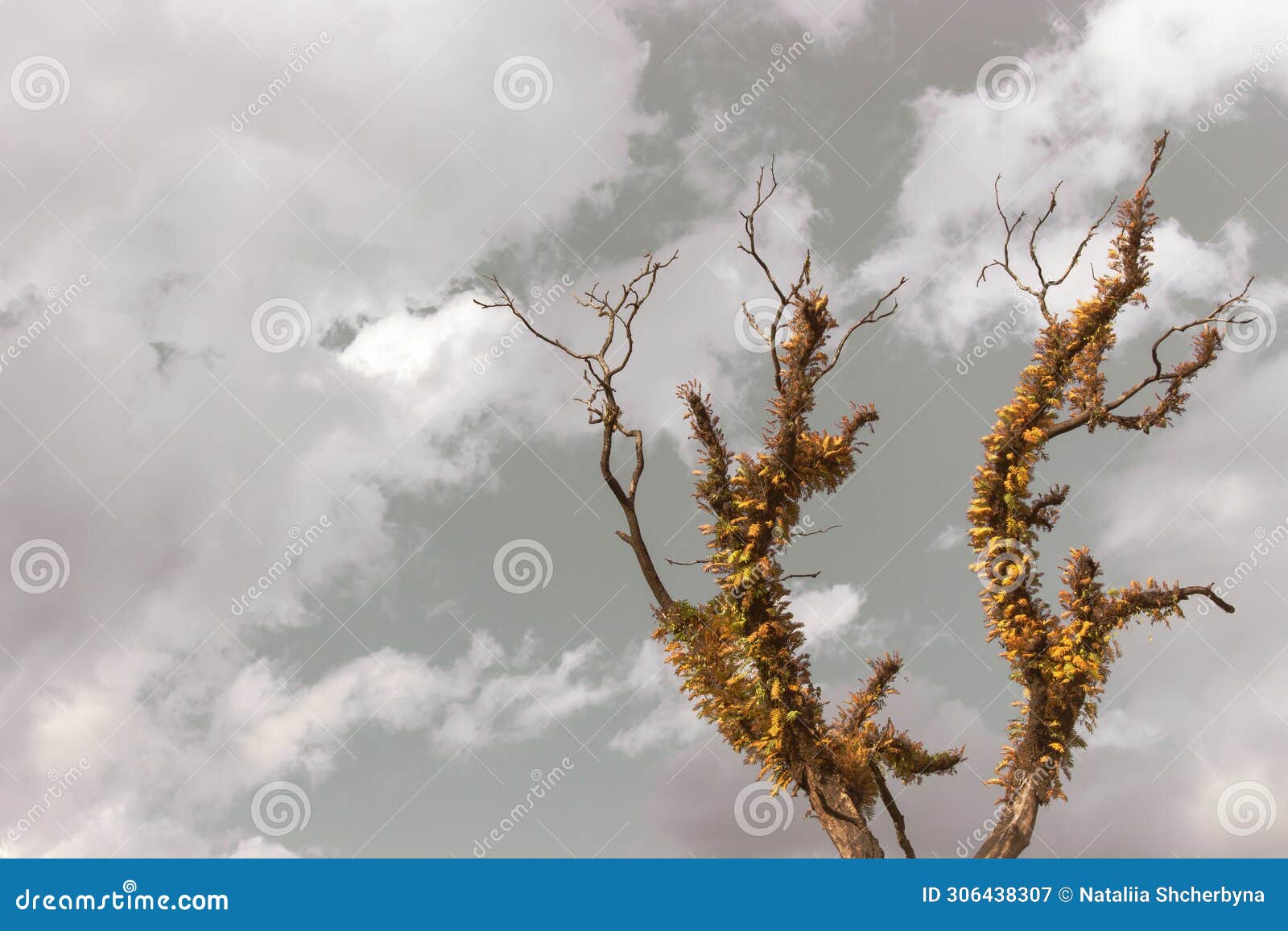 Tree with Withered Branches with Plants on it on Blue Sky in Himalayas ...