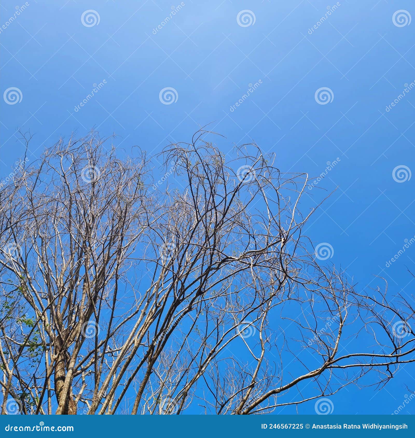 Tree With Withered Branches With Plants On It On Blue Sky In Himalayas ...
