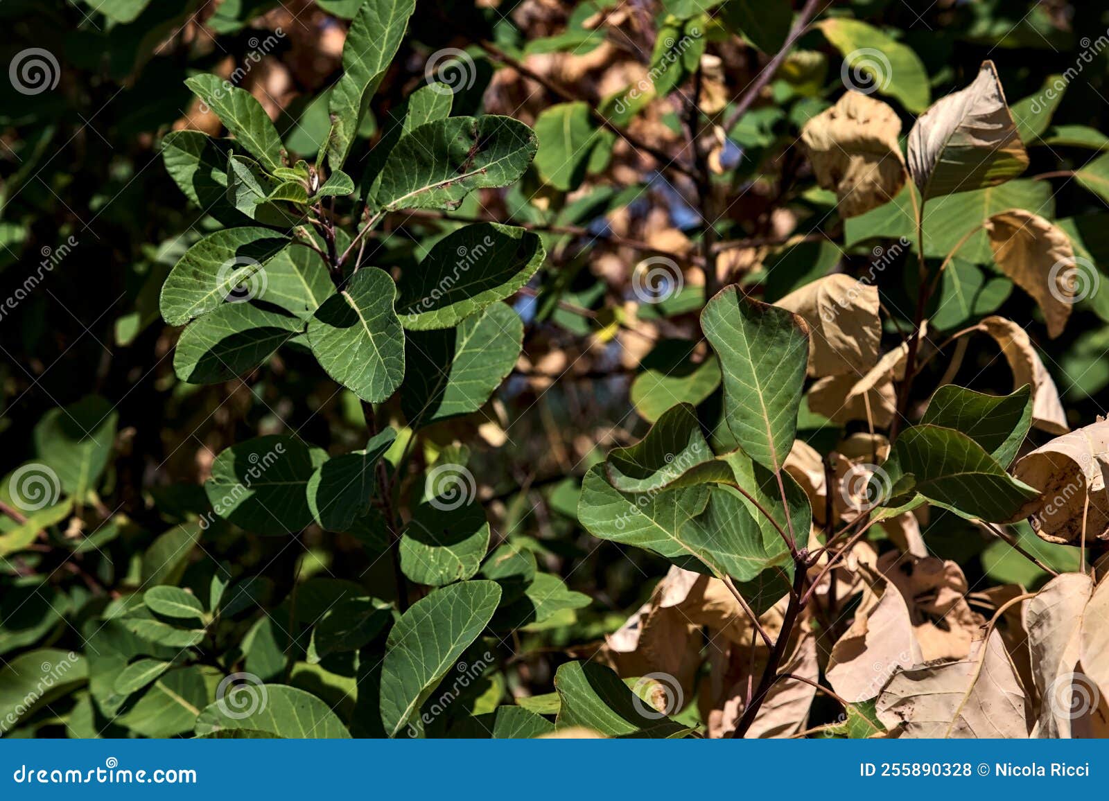 Tree with Withered Leaves Seen Up Close Stock Photo - Image of ...