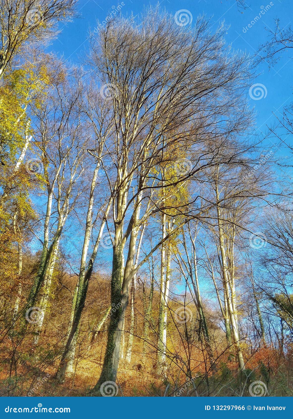 Tree in a wood stock photo. Image of warm, tree, wood - 132297966