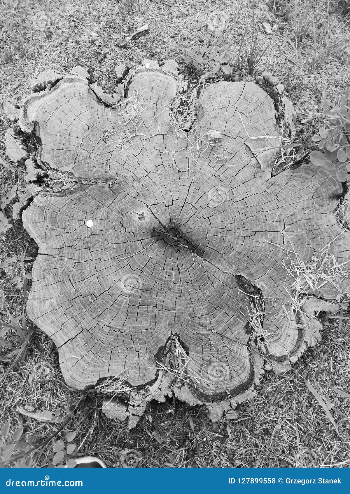 Death tree, stock photo. Image of death, nature, blackwhite - 127899558