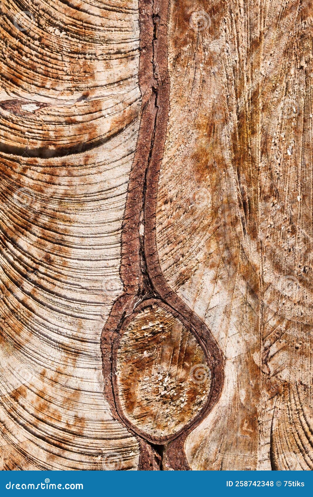 Tree Wood Cut Structure Background Stock Photo - Image of background ...