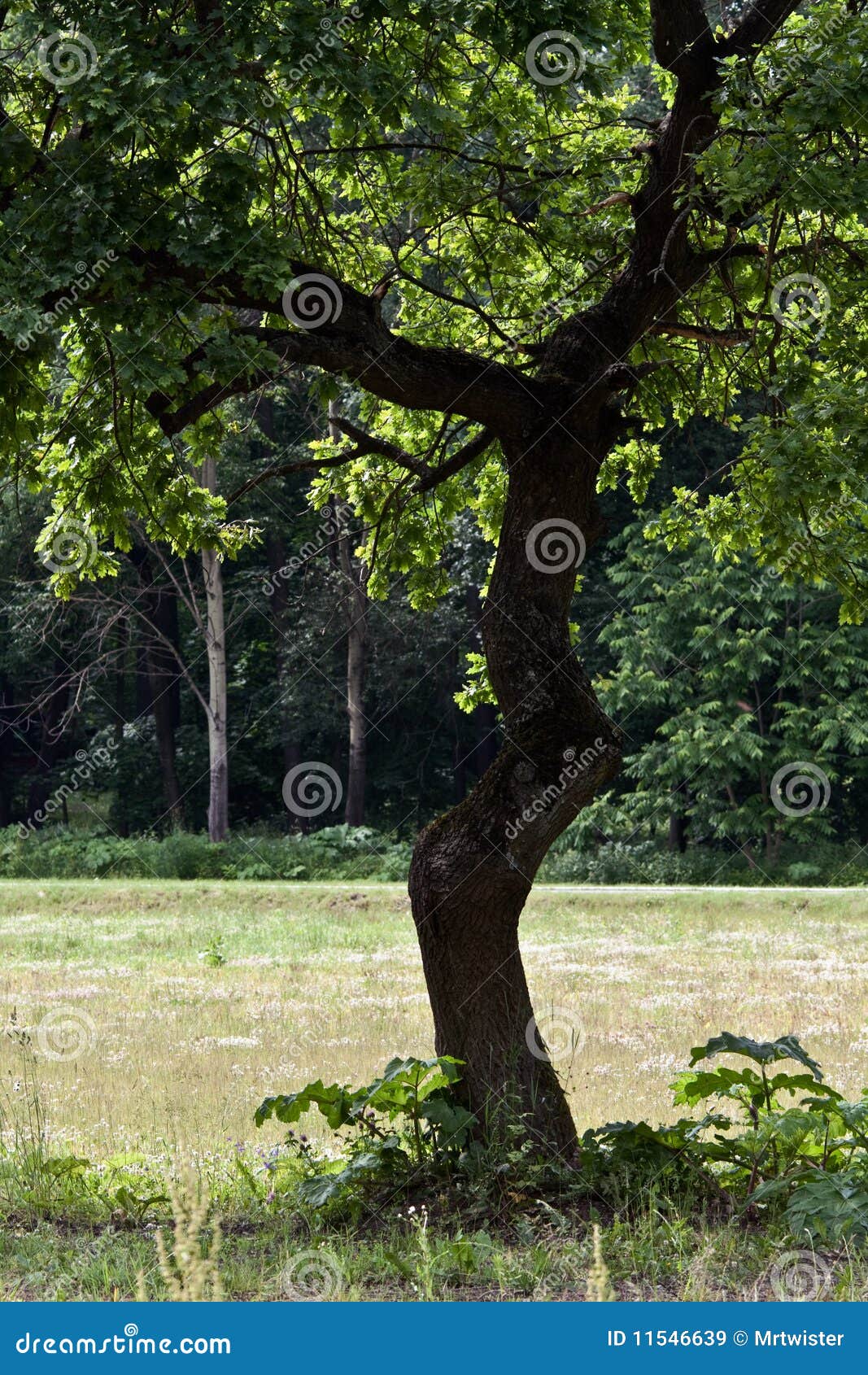 Tree on a wood edge stock image. Image of grass, season - 11546639