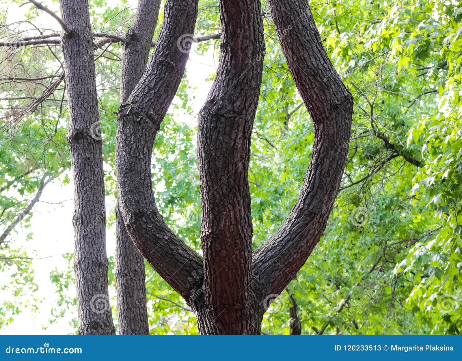 Tree in the Wood in the Form of a Trident, the Staff of Neptune Stock ...