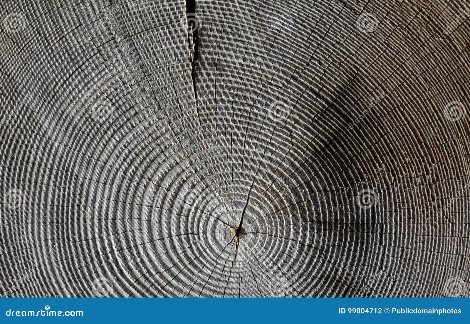 Tree, Wood, Line, Texture Picture. Image: 99004712