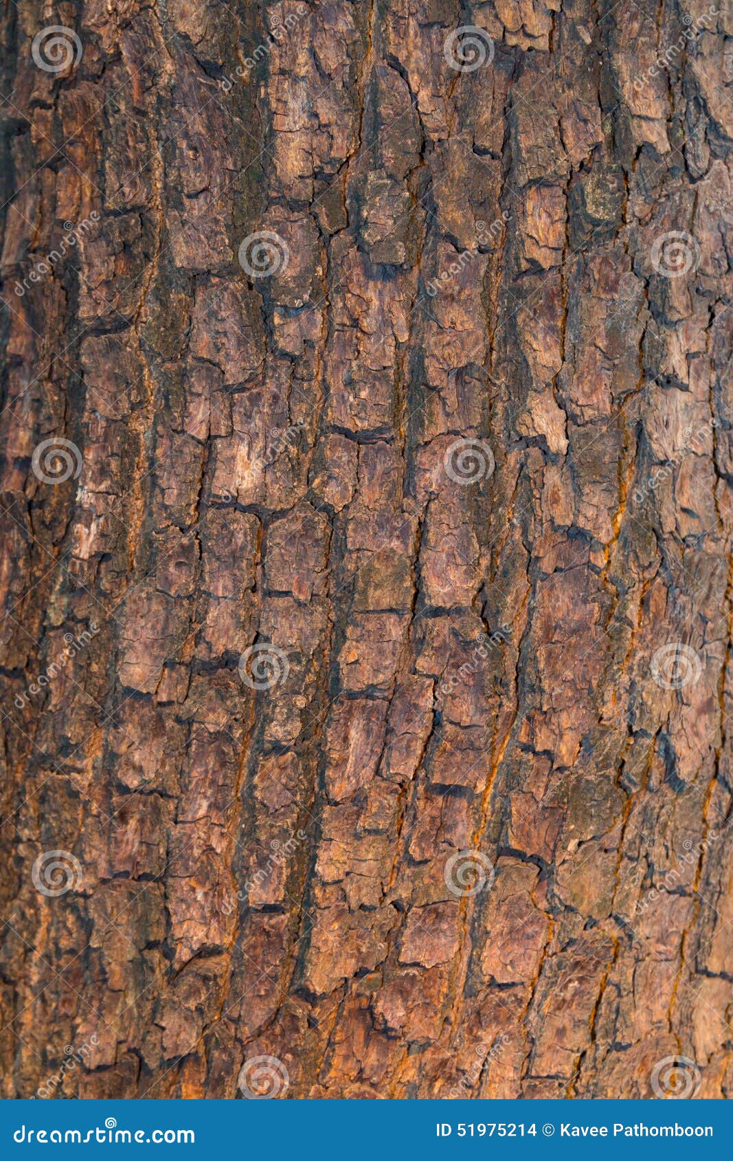 Tree and Wood Skin Background Stock Photo - Image of outdoor, closeup ...