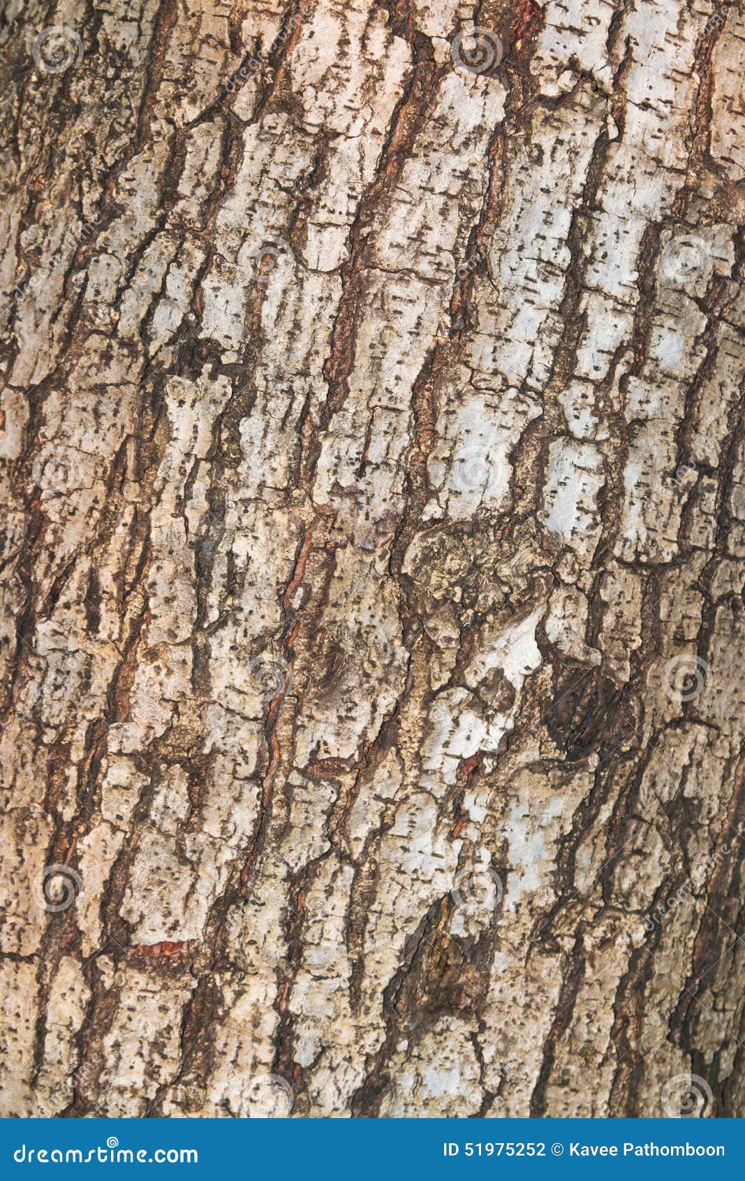 Tree and Wood Skin Background Stock Photo - Image of abstract, outdoor ...