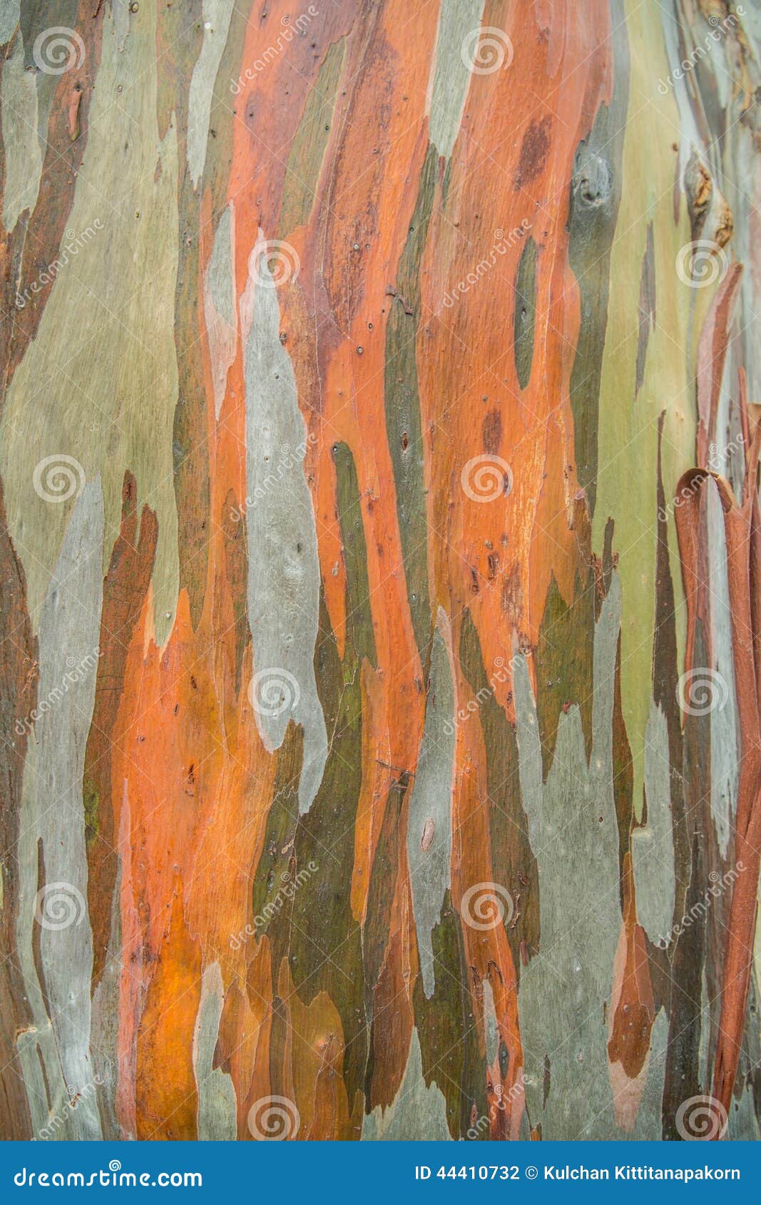 Tree wood texture stock vector. Illustration of amazing - 44410732