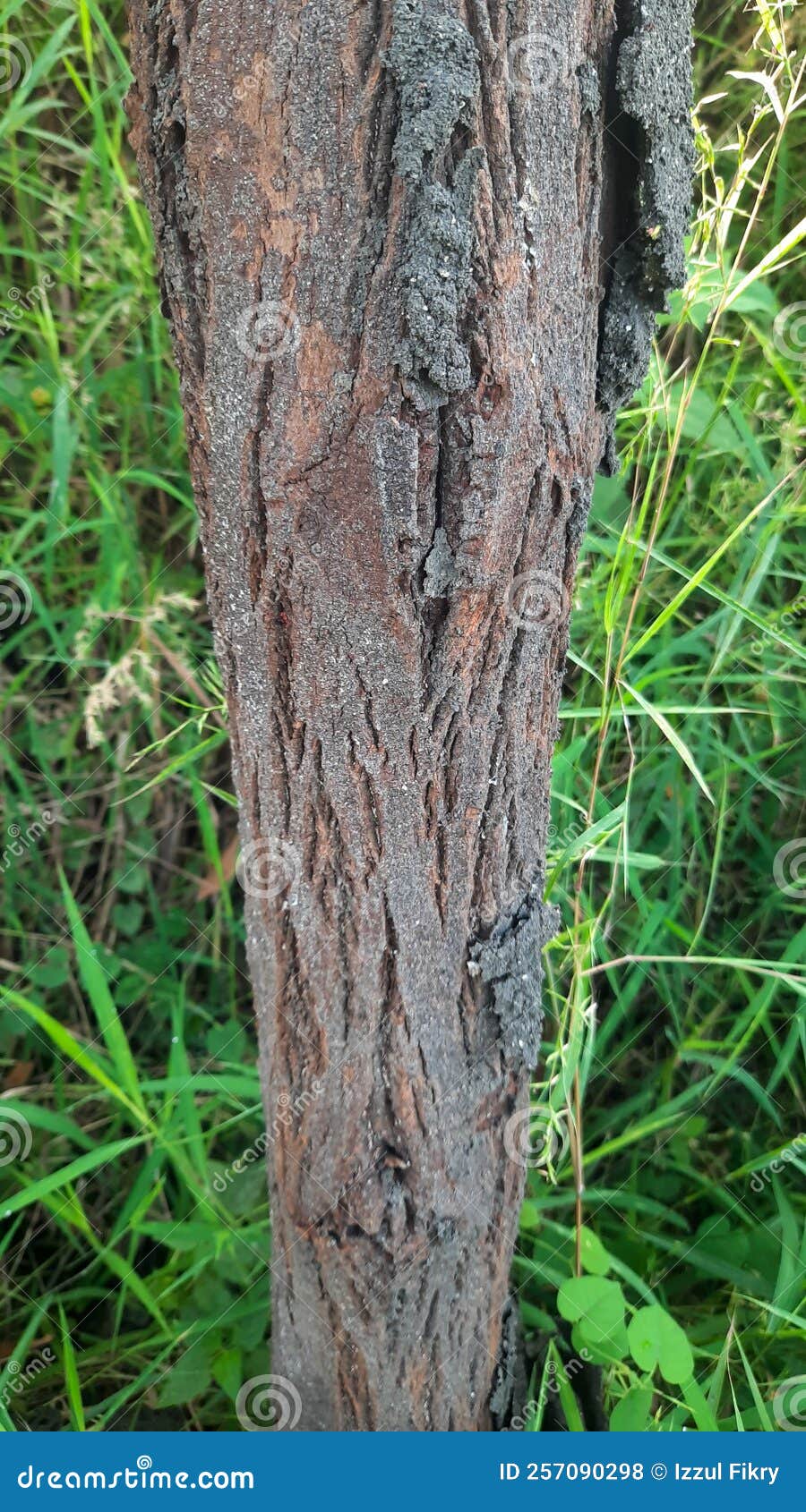 Tree Bark Texture so Strong and Old Stock Photo - Image of branch ...