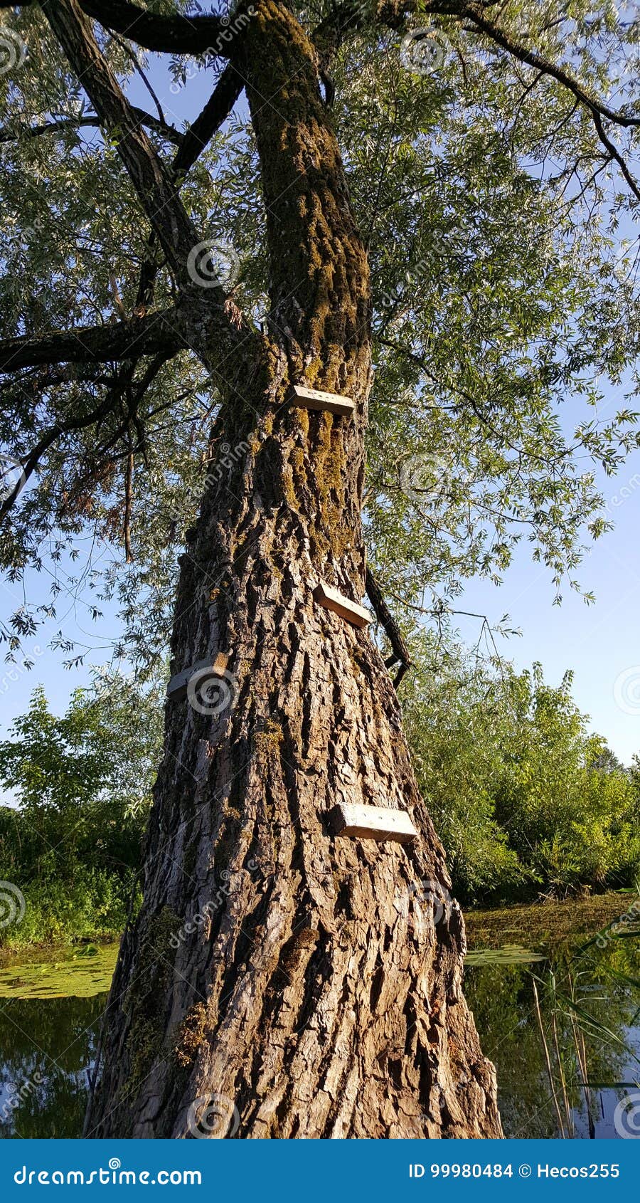 Tree with wooden steps stock photo. Image of bushes, leaves - 99980484