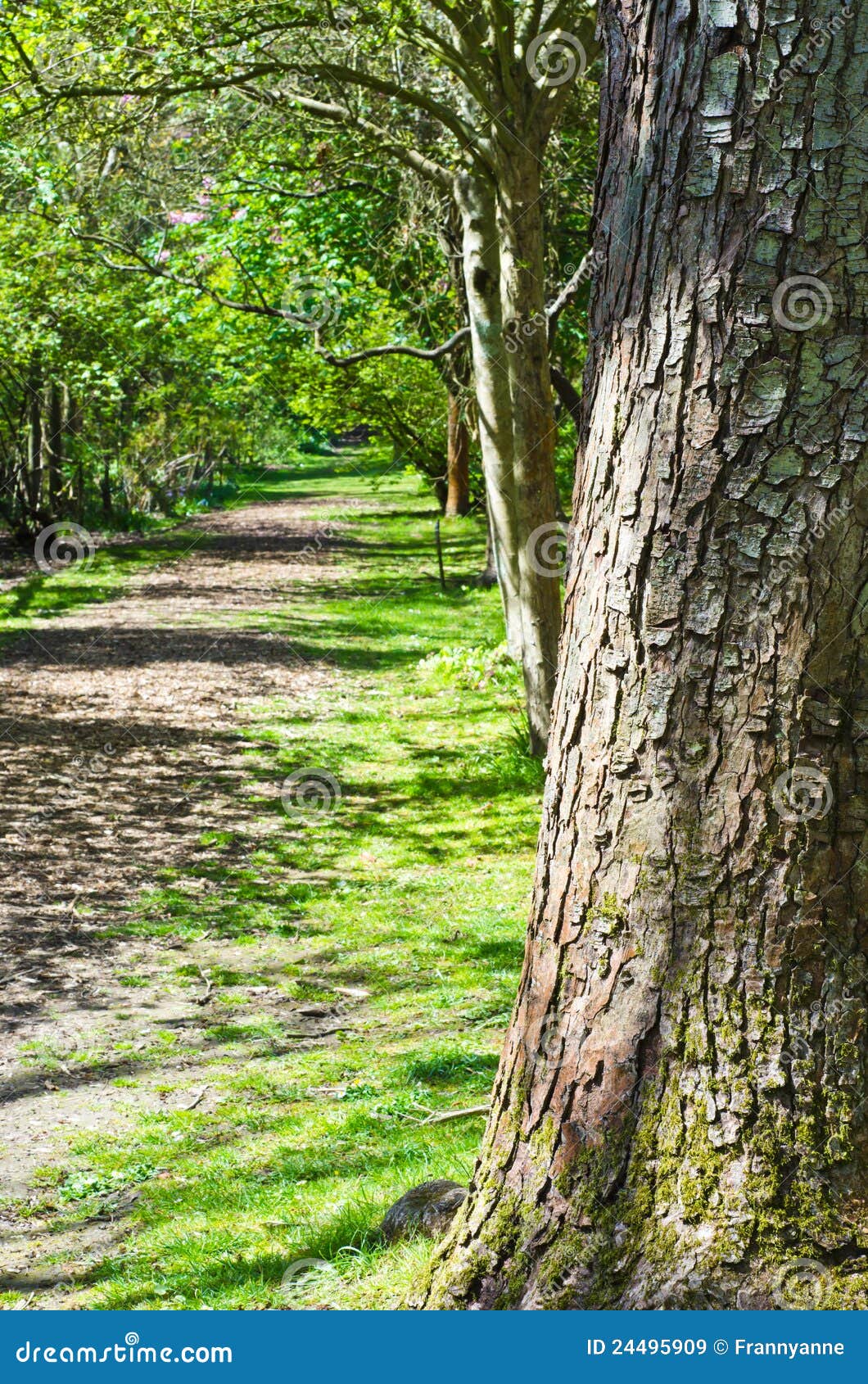 Tree on Woodland Path stock image. Image of english, pathway - 24495909