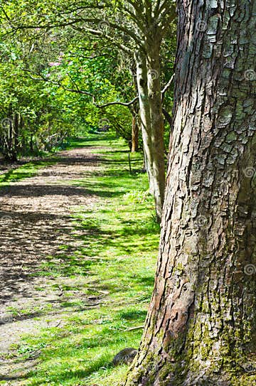 Tree on Woodland Path stock image. Image of english, pathway - 24495909