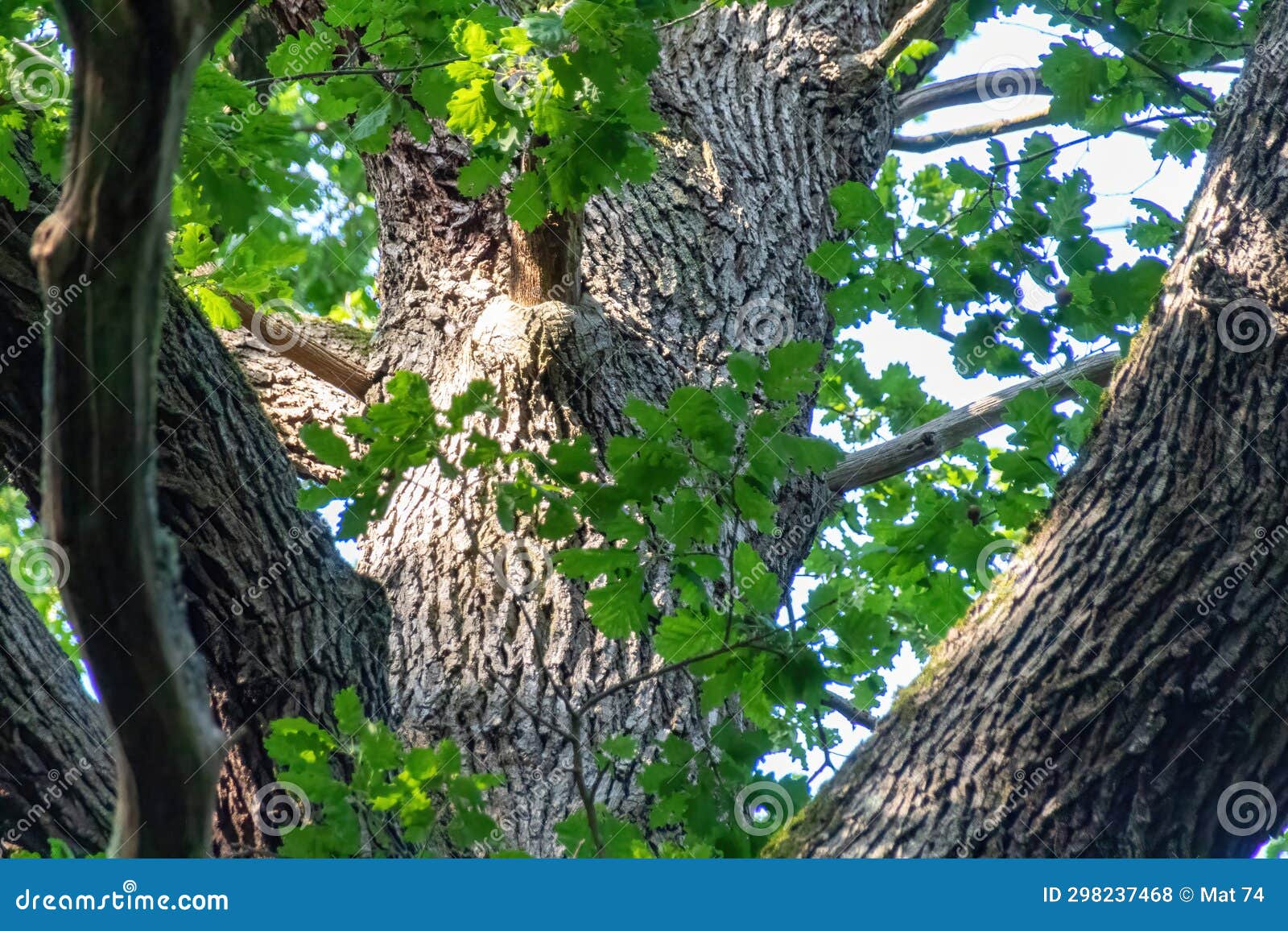 Tree in the woods stock photo. Image of bark, leaf, beautiful - 298237468