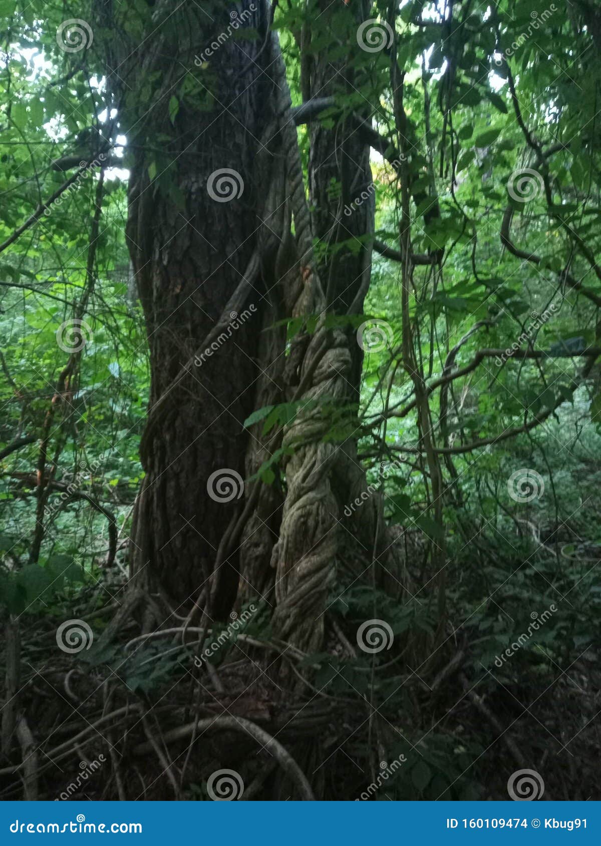 Enchanted Tree stock photo. Image of beautiful, green - 160109474