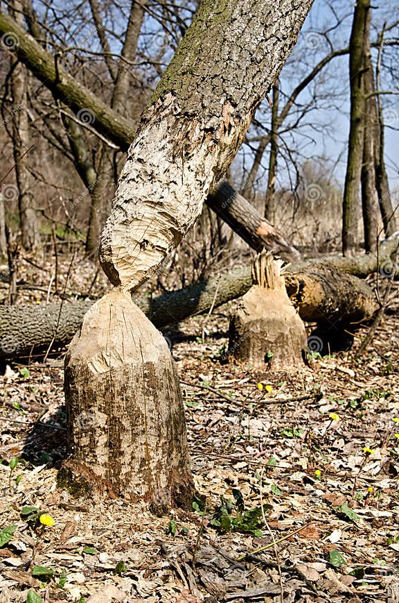 Tree in Woods Gnawed by Beavers Stock Photo - Image of filings, plants ...