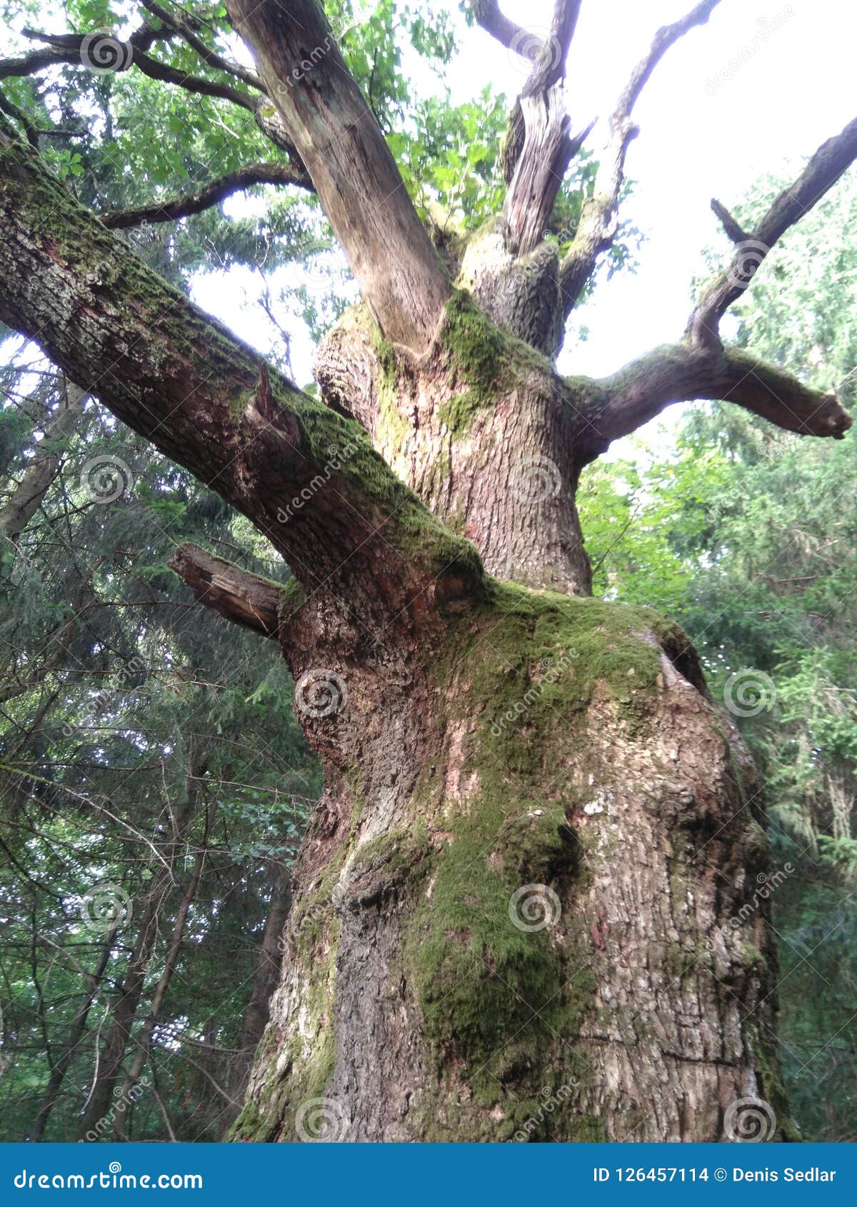 Tree in woods stock photo. Image of tree, woods, trees - 126457114