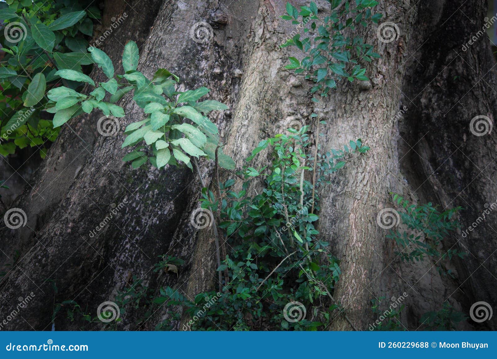Tree stock photo. Image of soil, branch, rock, wildlife - 260229688