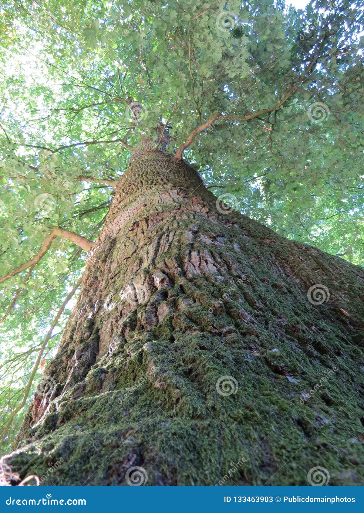 Tree, Woody Plant, Trunk, Vegetation Picture. Image: 133463903