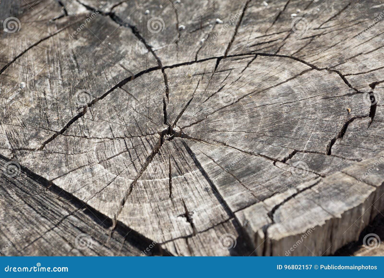 Tree, Woody Plant, Wood, Trunk Picture. Image: 96802157