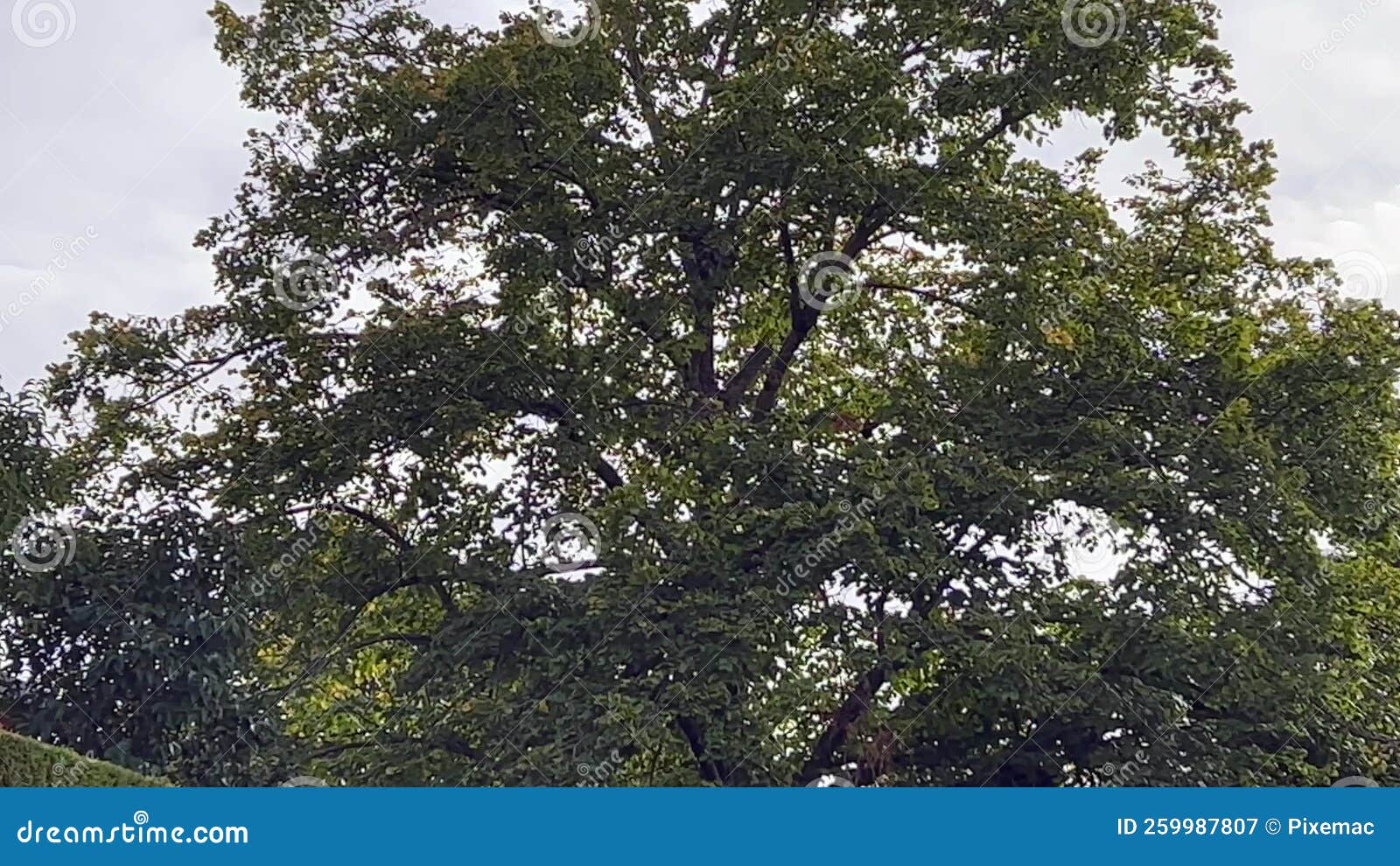 A Large Tree Shaken by the Wind in Autumn Stock Video - Video of ...