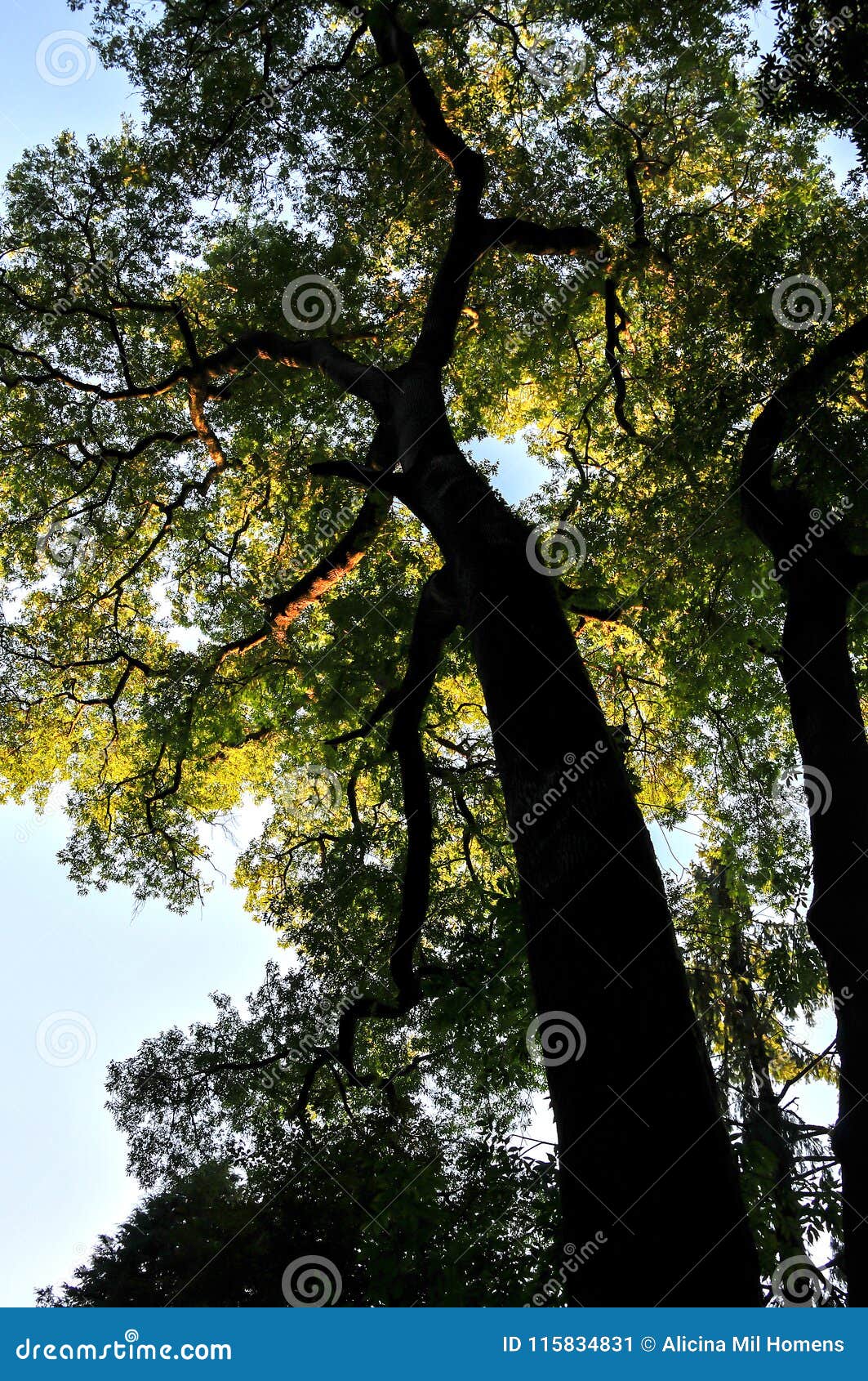 The Tree is a Woody Trunk Whose Branches only Come Out at a Certain ...