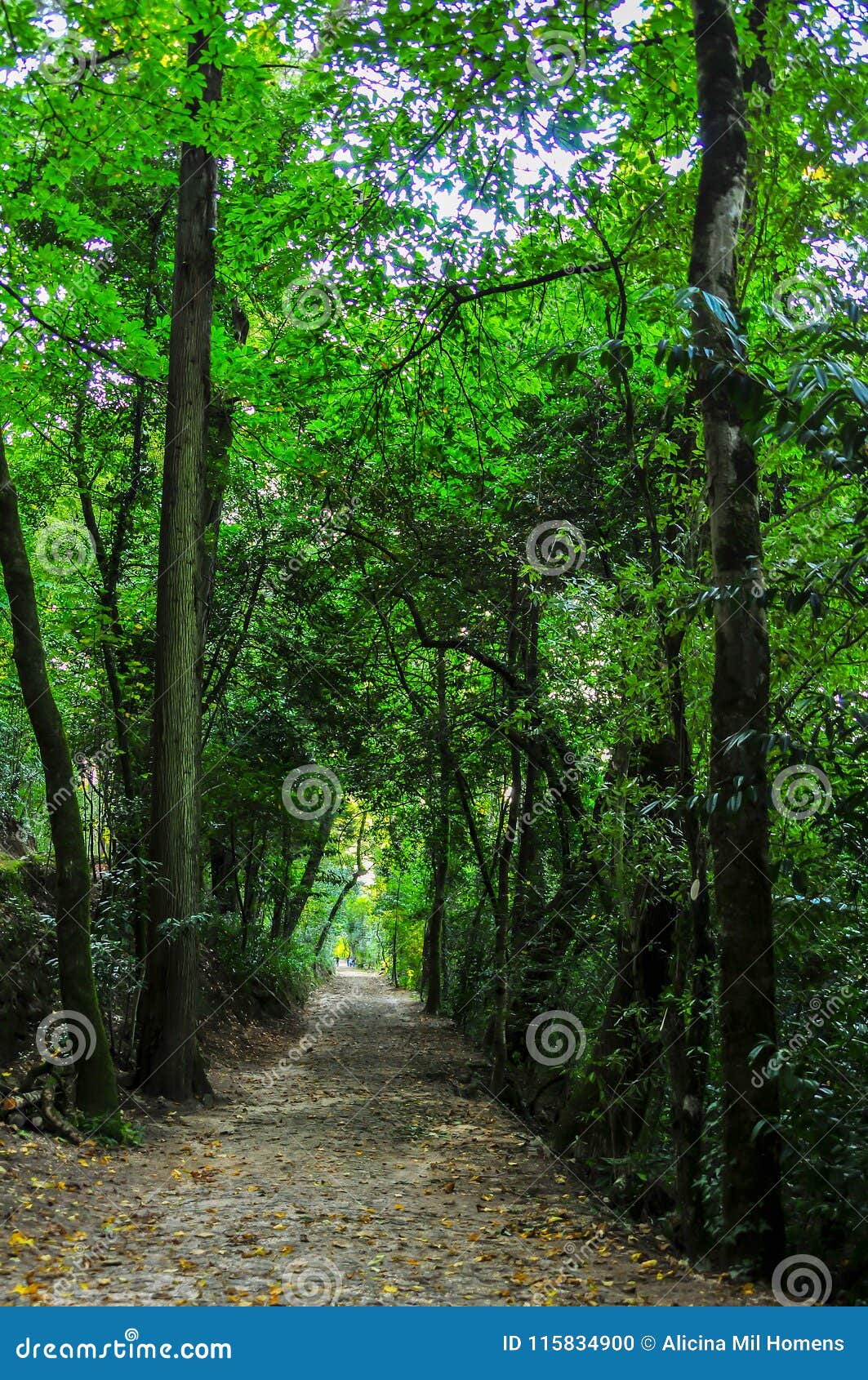 The Tree is a Woody Trunk Whose Branches only Come Out at a Certain ...