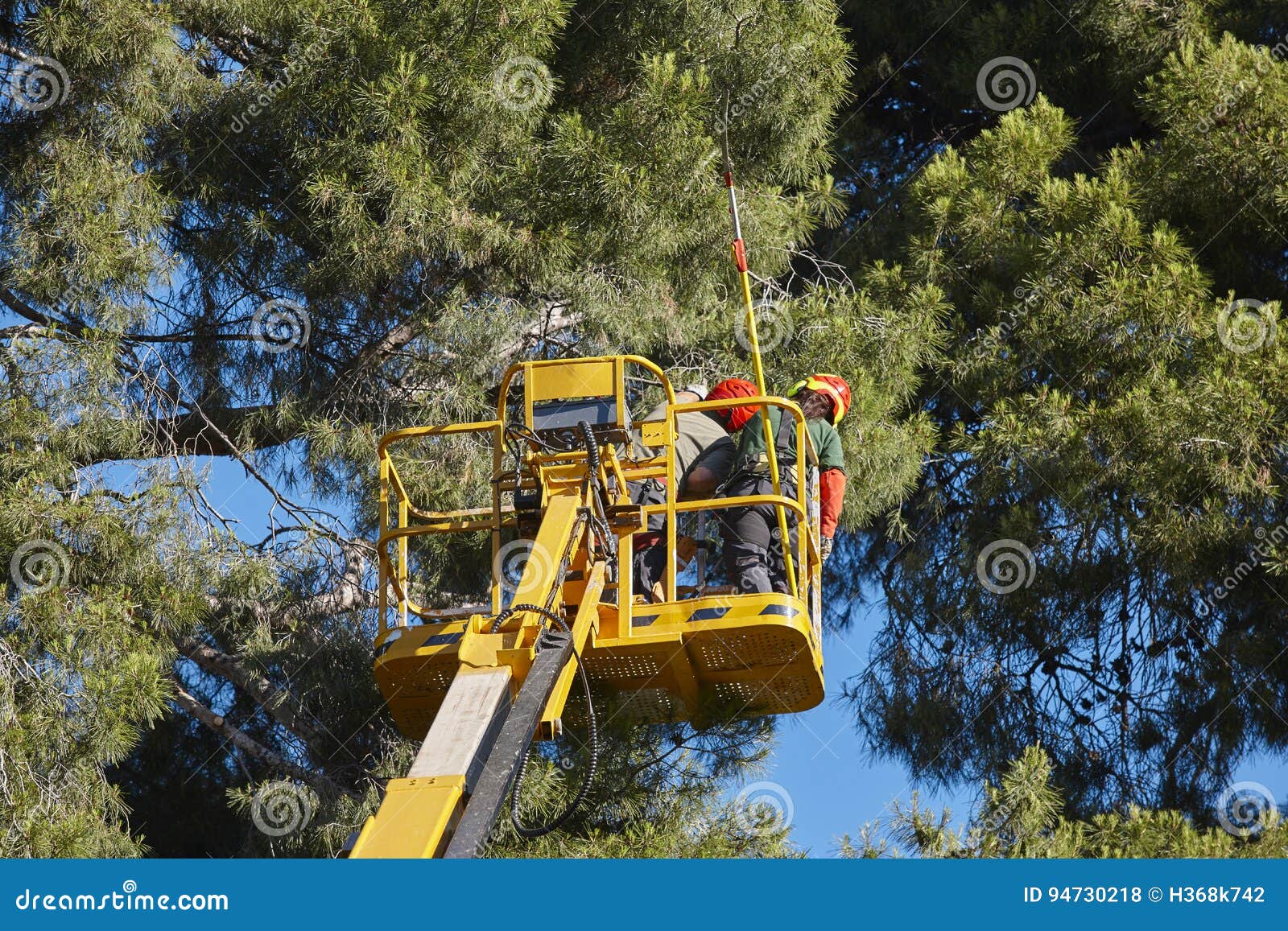 Tree Work, Pruning Operations. Crane and Pine Wood Editorial Stock ...