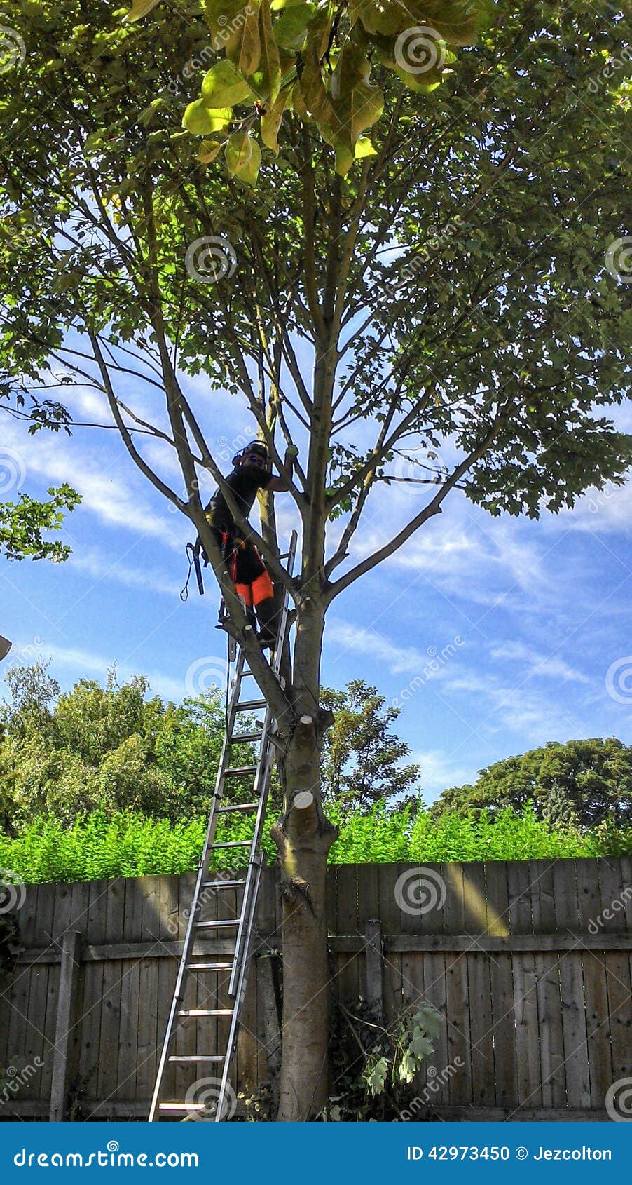 Tree work editorial image. Image of work, occupation - 42973450