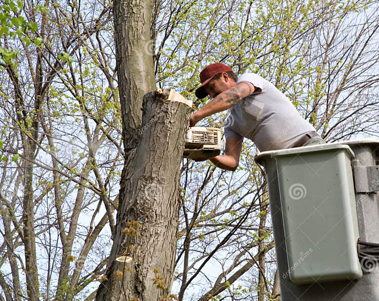 Tree Worker stock photo. Image of safety, lift, occupation - 2352772