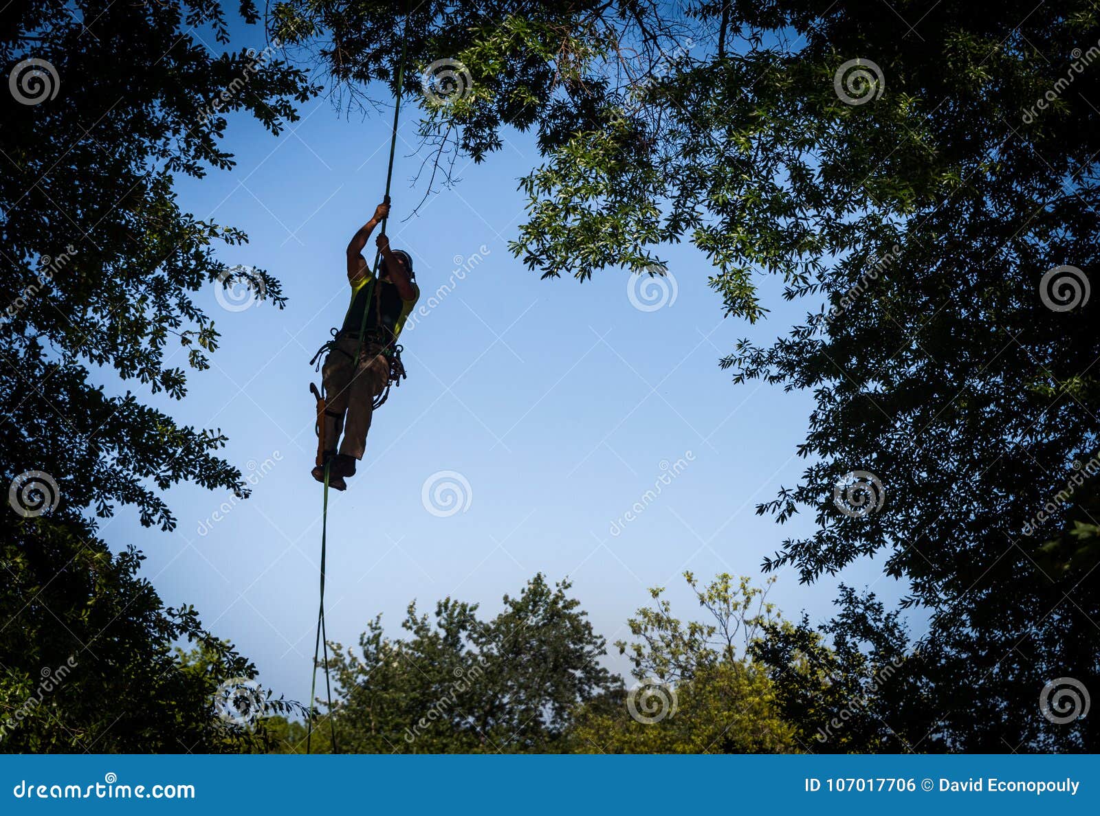 Tree Worker Climbing To Cut Branches Editorial Photo - Image of rope ...