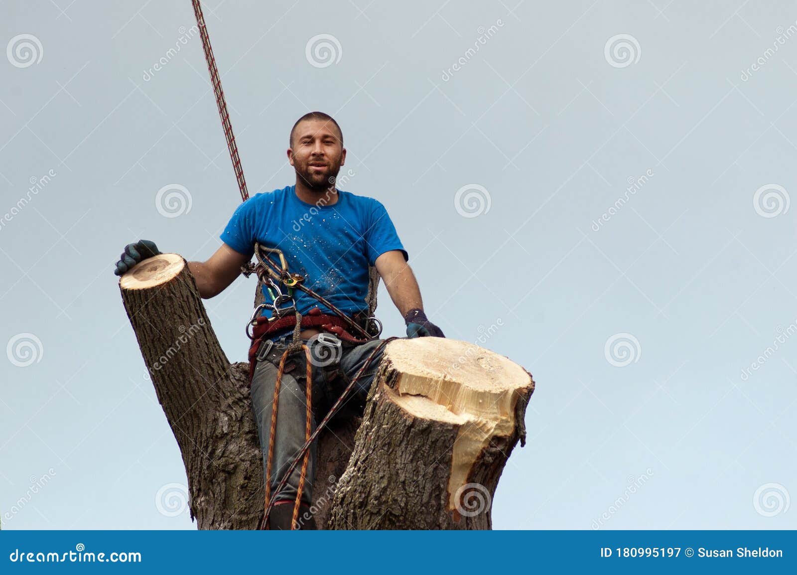 Tree worker high in a tree stock image. Image of industrial - 180995197