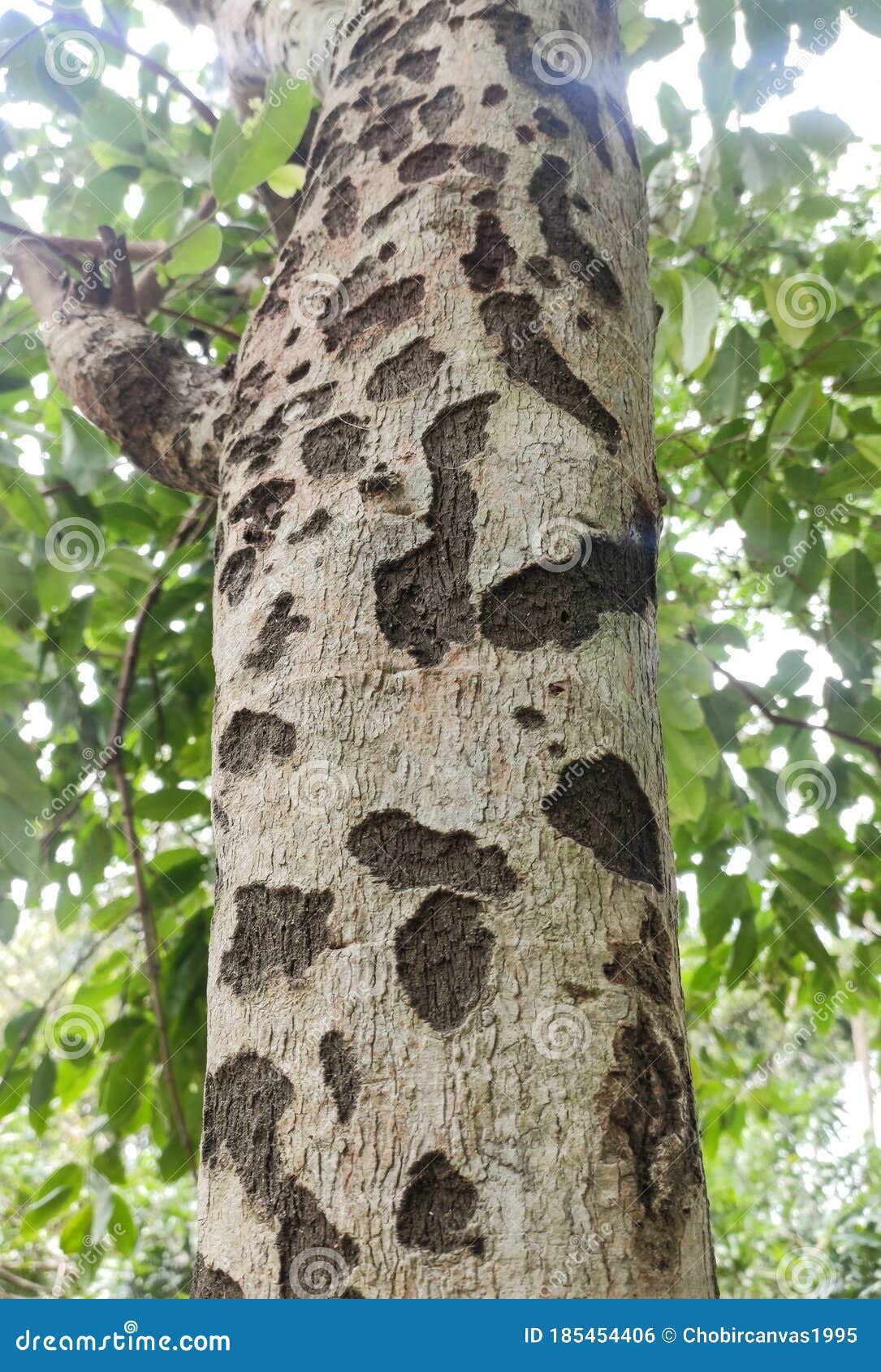Tree worm stock photo. Image of trunk, texture, large - 185454406