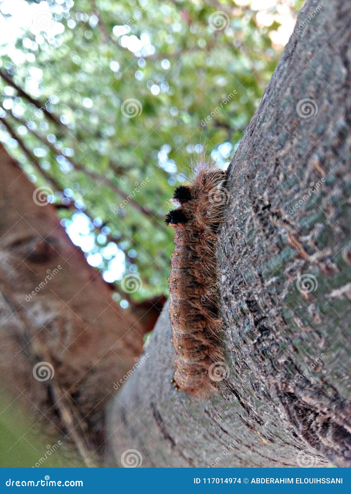 Tree worm stock photo. Image of walk, bags, tree, green - 117014974