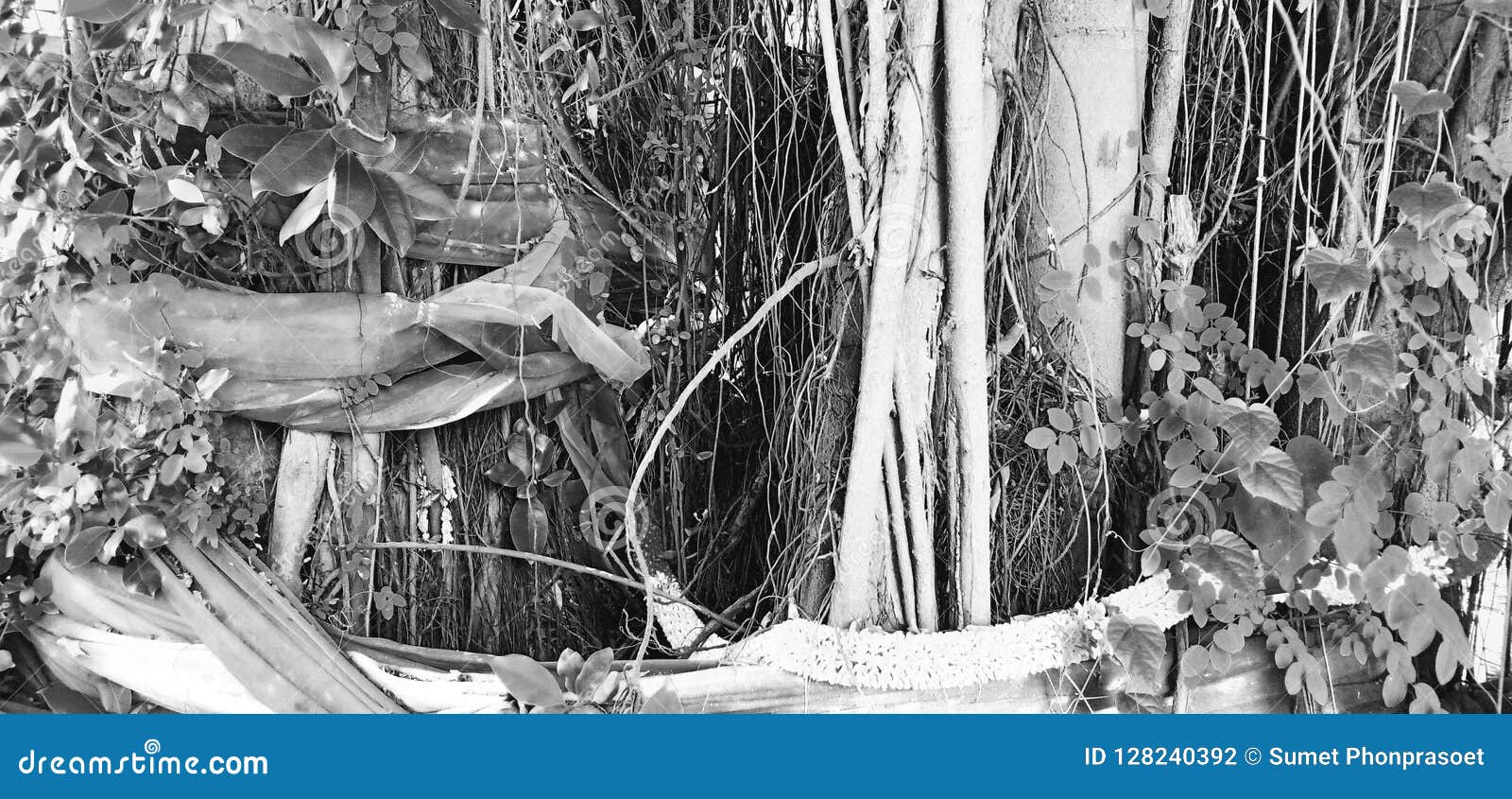 Tree worship for people. stock photo. Image of champaka - 128240392