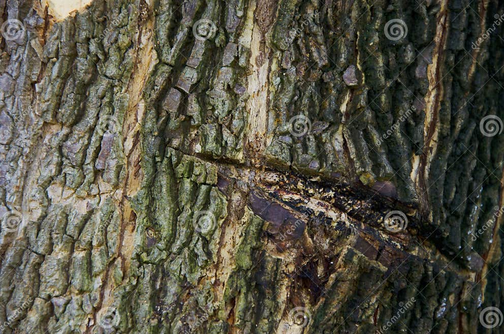 Tree wounds texture stock photo. Image of juice, archaic - 60292350