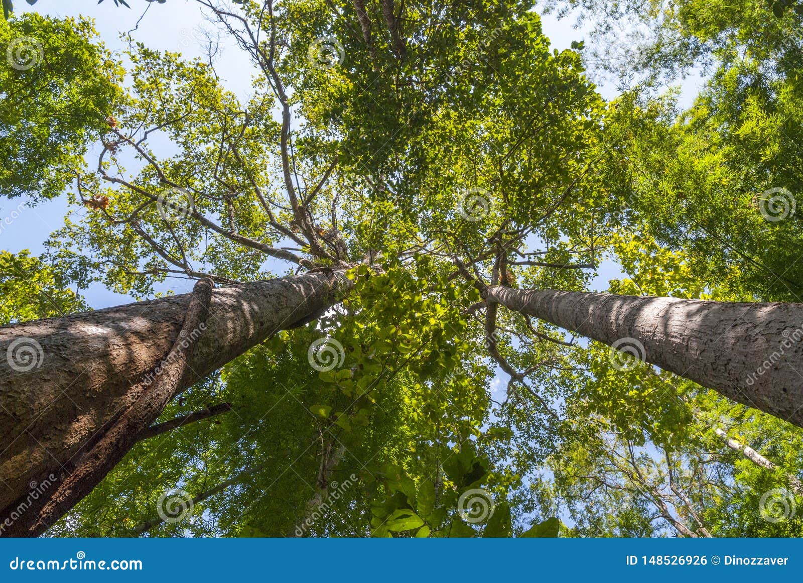Tree Wrapped Around Another Tree Stock Photo - Image of natural ...