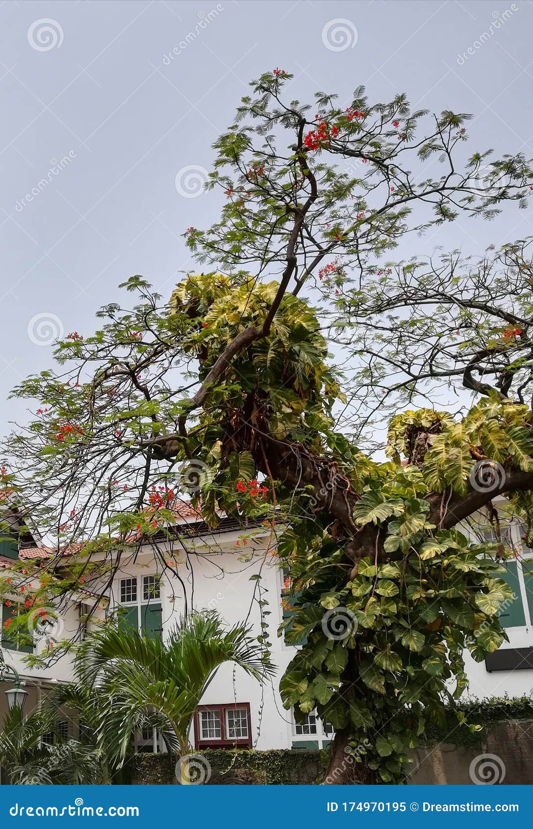 A tree wrapped in a vine stock image. Image of landscape - 174970195